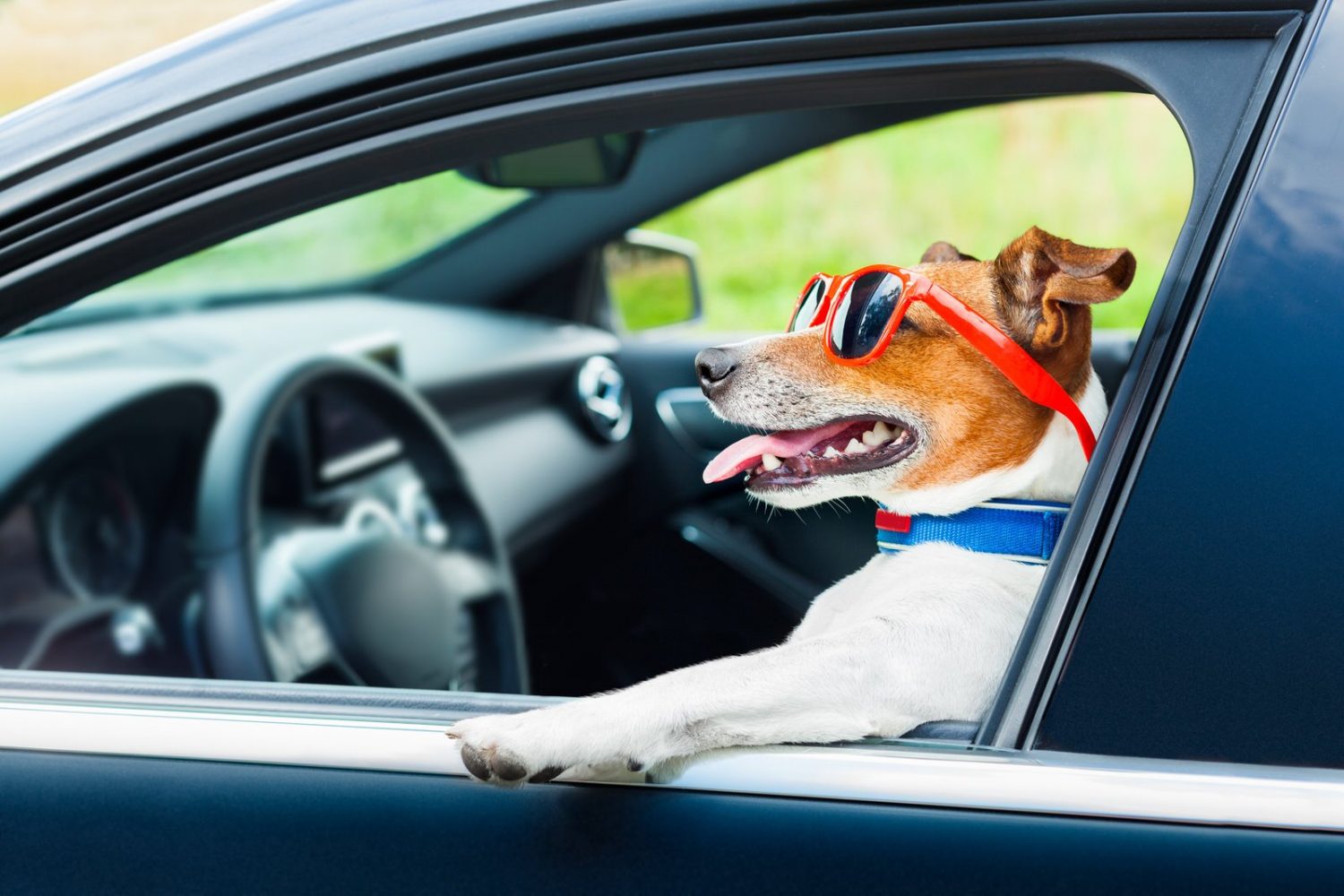 Dog Driving Squamish Personnel Solutions